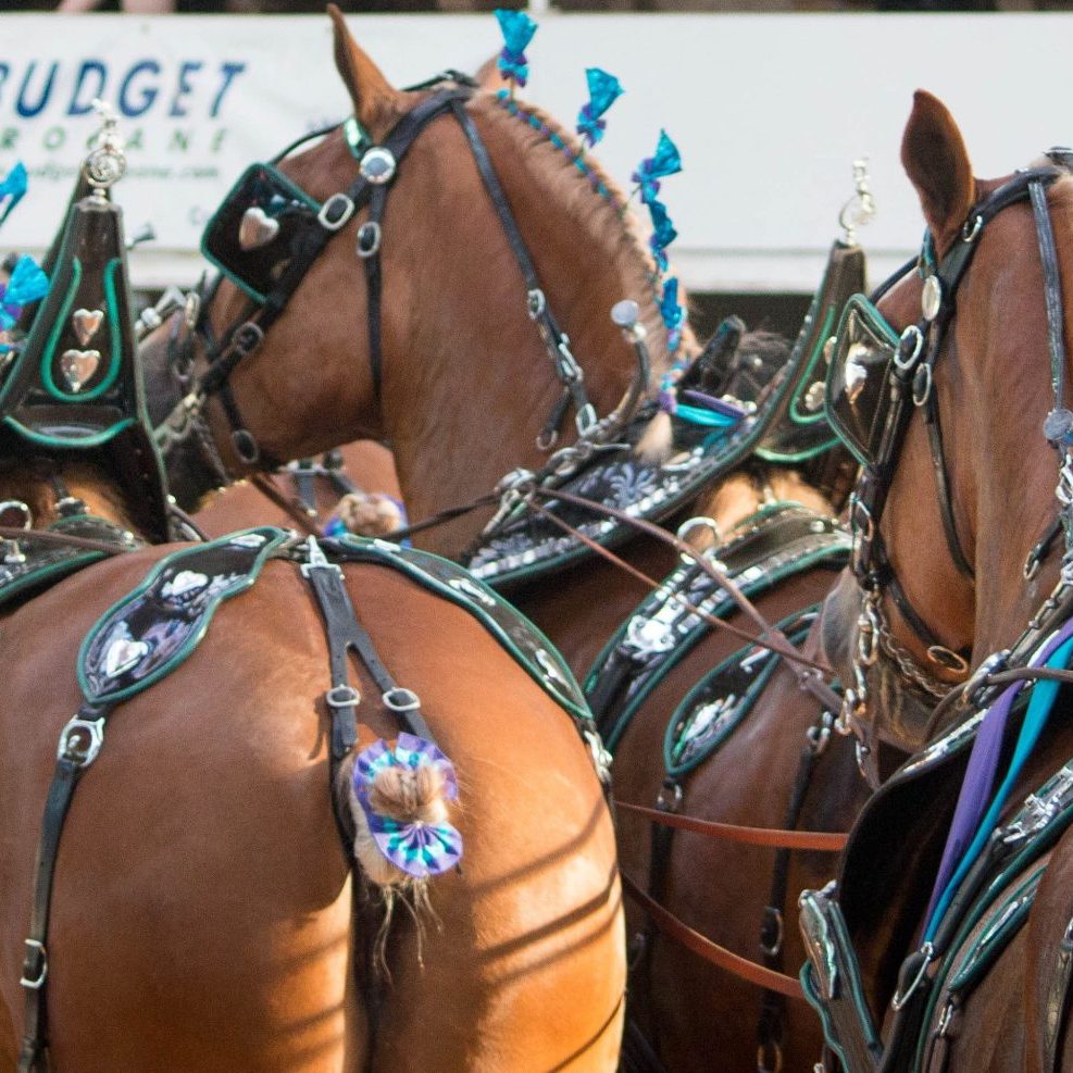 Expo Ormstown - Expo Ormstown